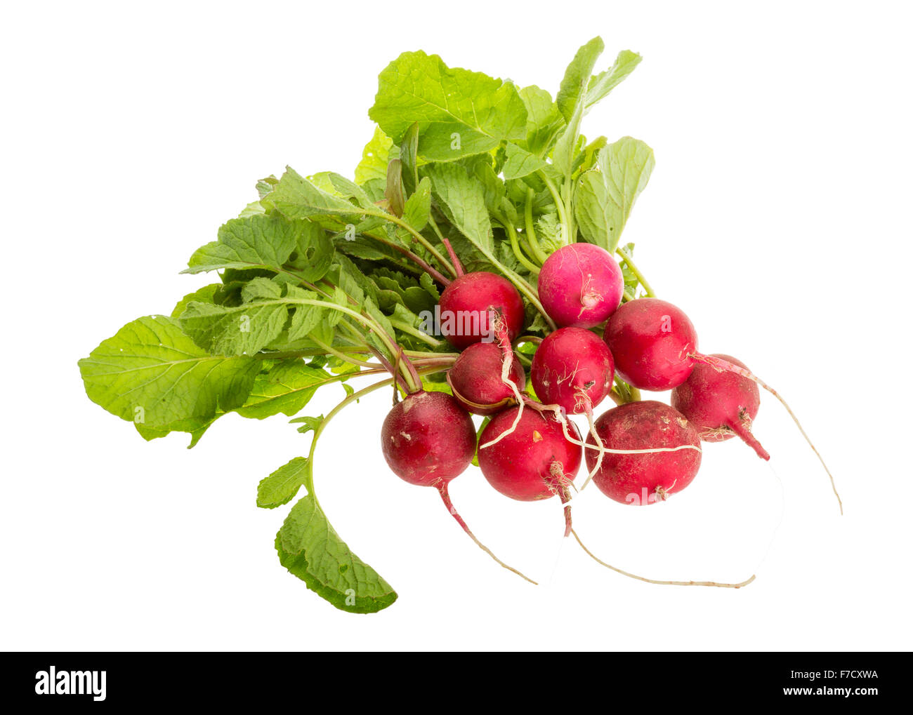 Fresh radish with leaves isolated Stock Photo - Alamy