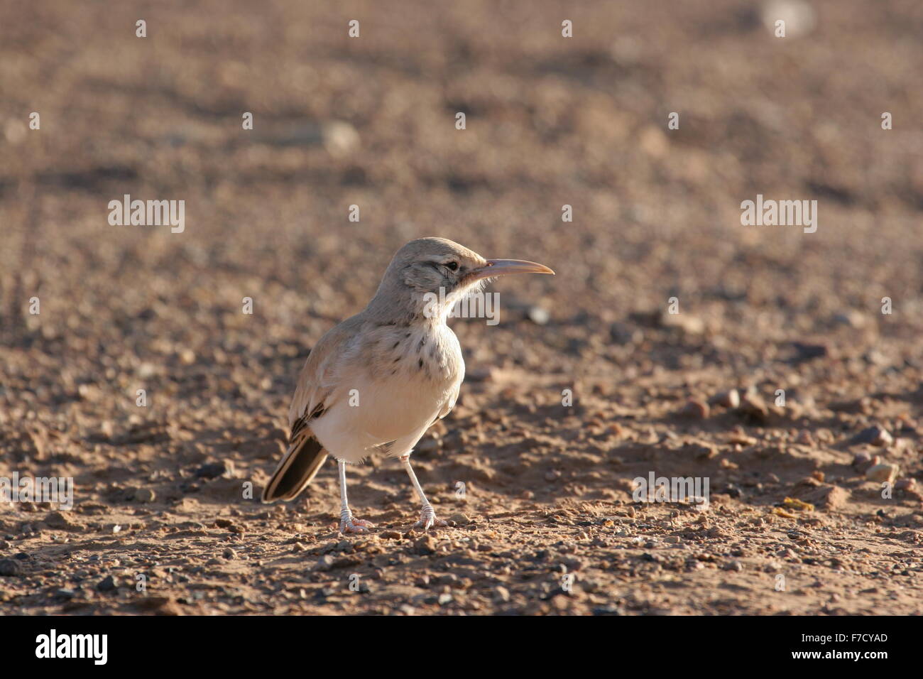 Greater hoopoe lark hi-res stock photography and images - Alamy