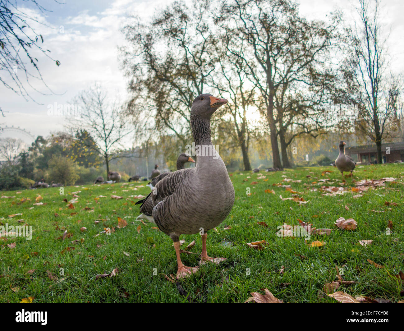 Geese in St Jame's Park Stock Photo - Alamy