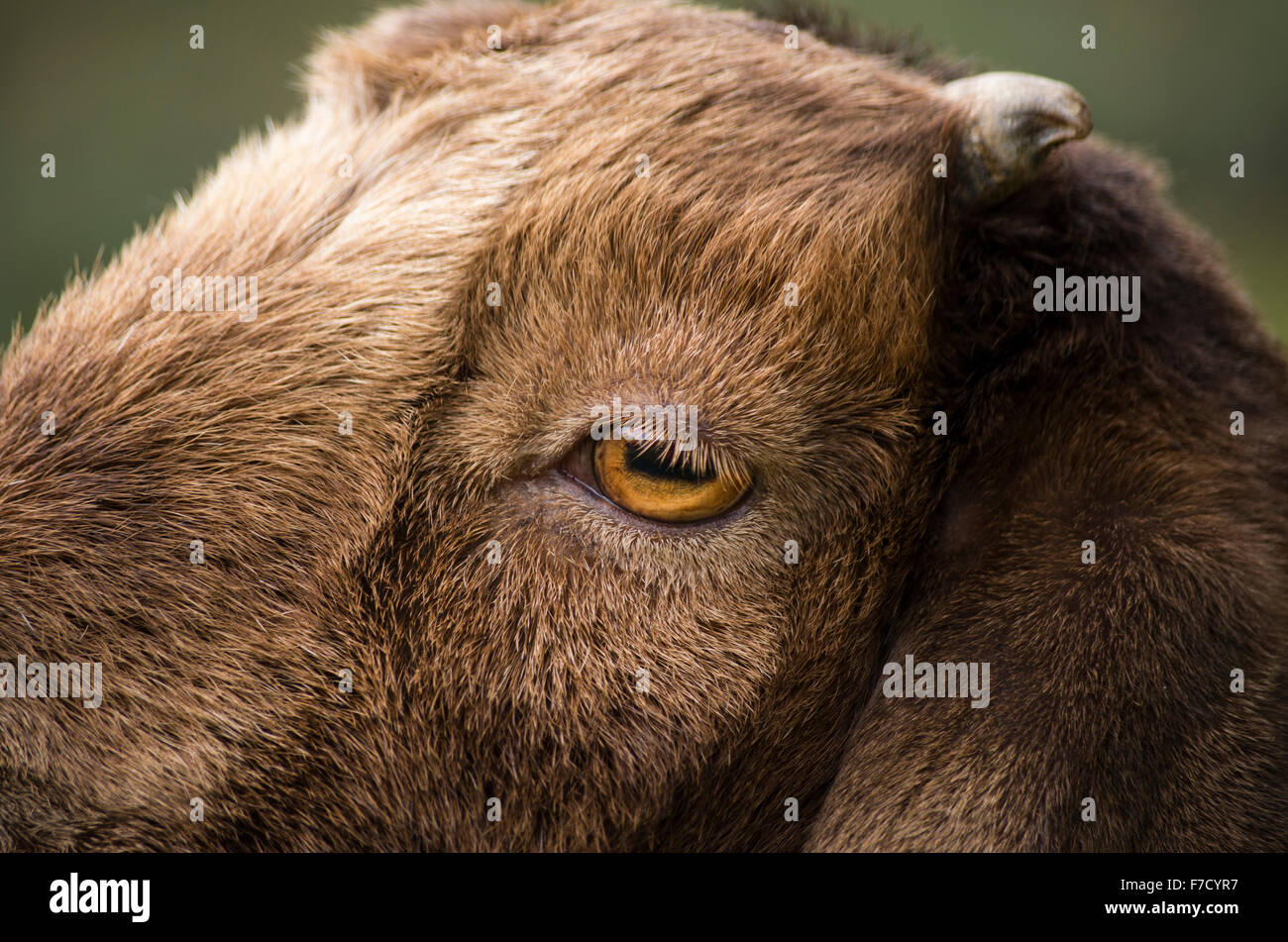 Close up of the eye and face of a brown goat Stock Photo - Alamy