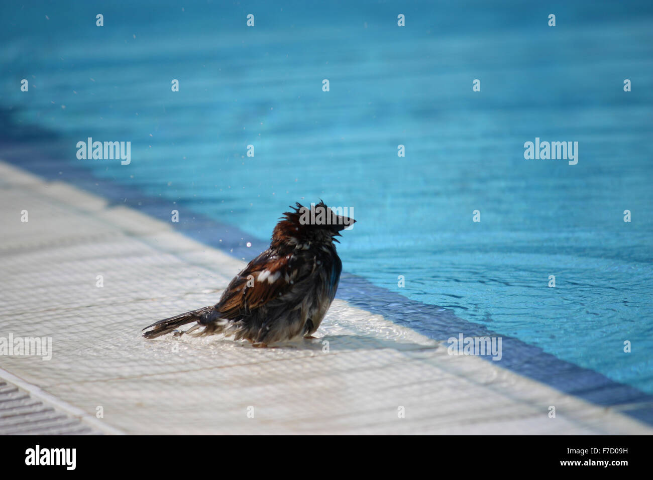 Bird washing hi-res stock photography and images - Alamy