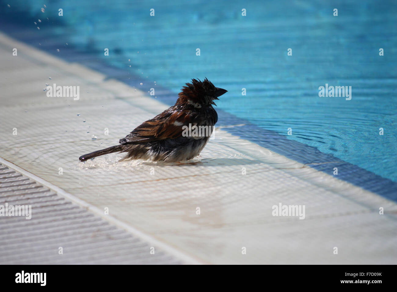 Bird washing hi-res stock photography and images - Alamy