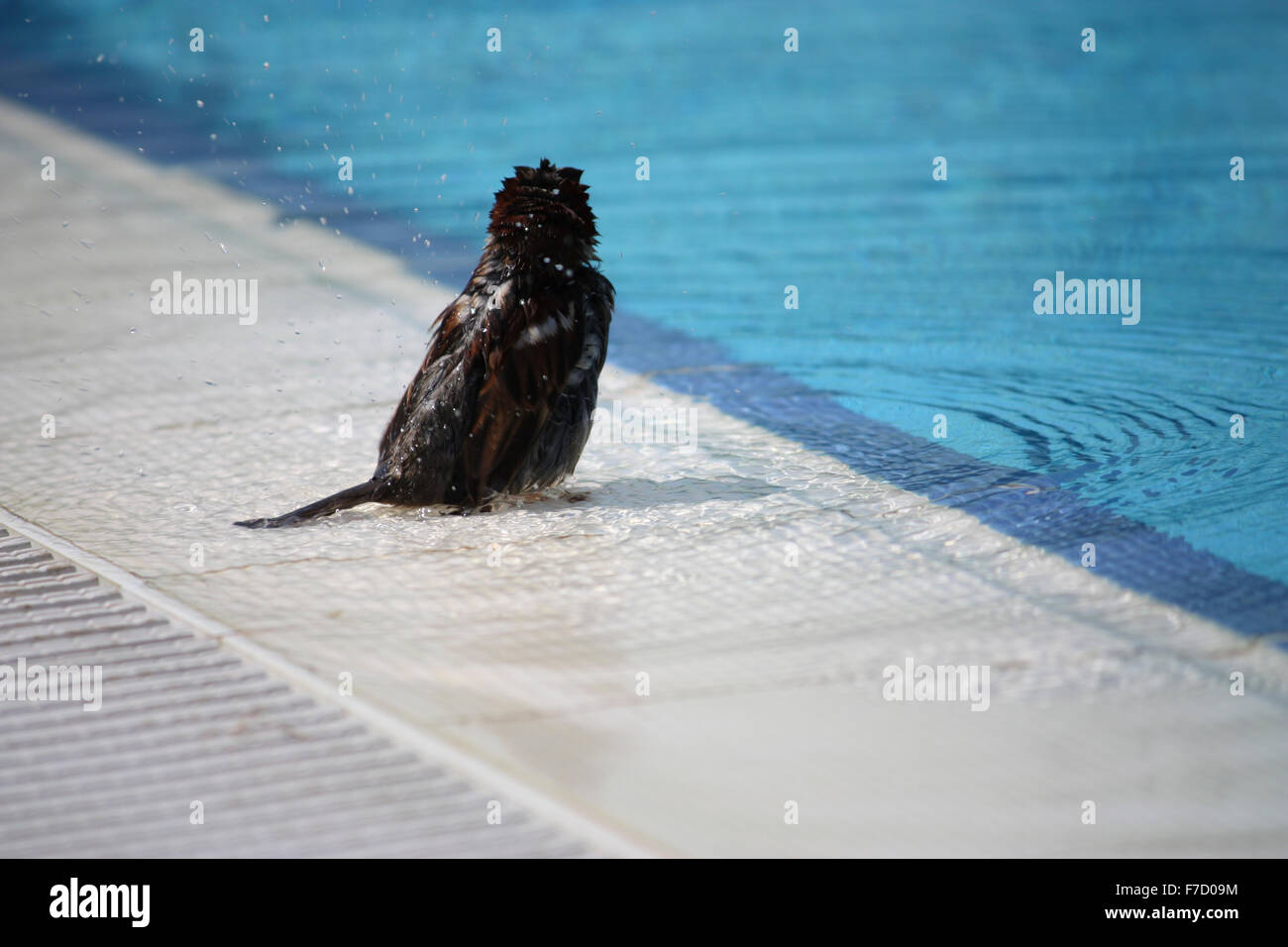 Bird washing hi-res stock photography and images - Alamy