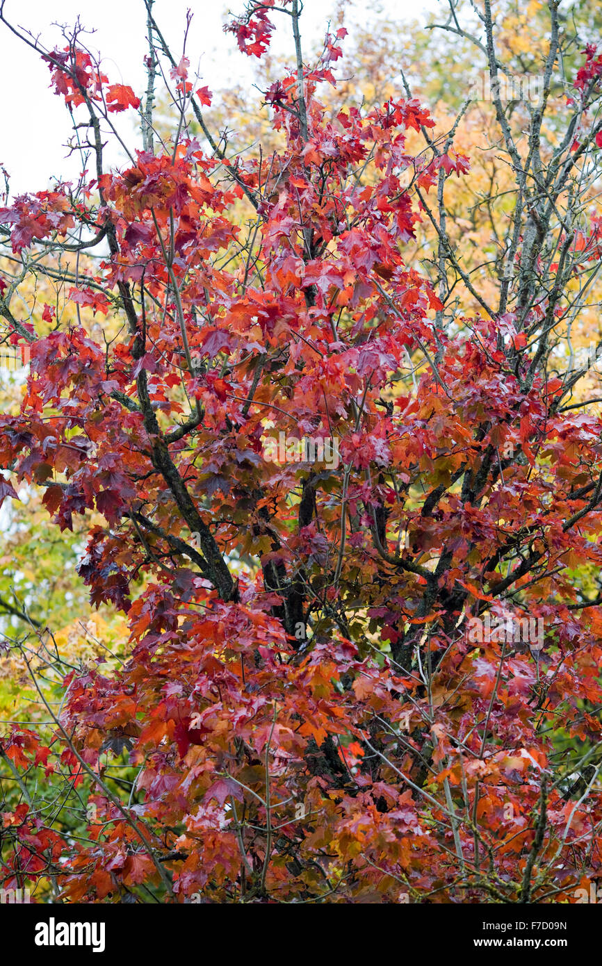 Changing tree in the Fall/Autumn in England Stock Photo - Alamy