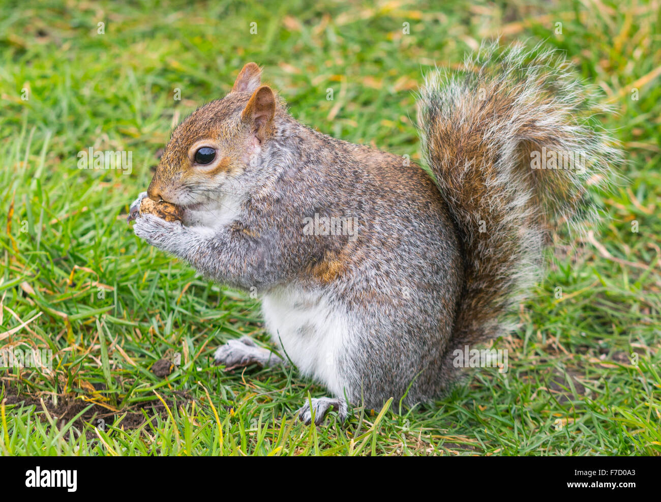 Grey squirrel eating on the grass hi-res stock photography and images ...