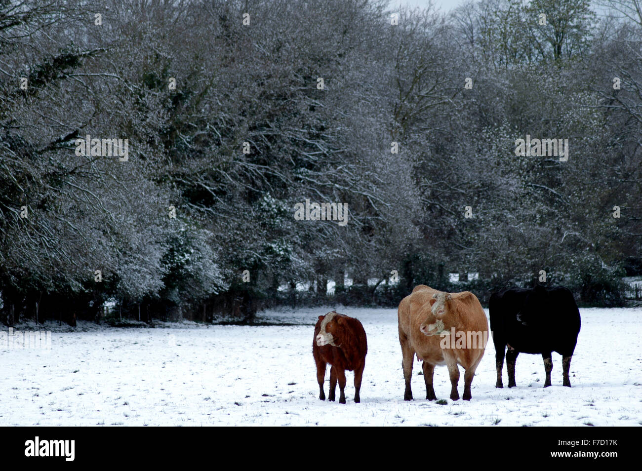 Snowy English Landscape Stock Photo - Alamy