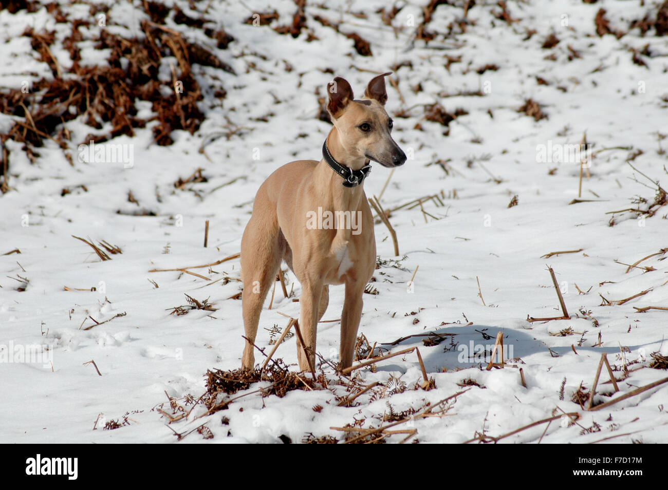 A whippet puppy in the snow Stock Photo - Alamy