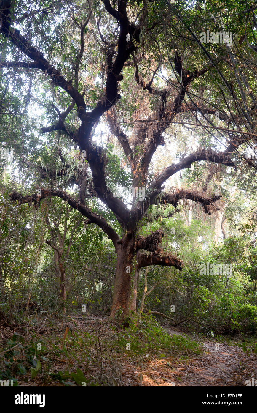 Narendrapur, India. 29th Nov, 2015. Chintamoni Kar Bird Sanctuary is a ...