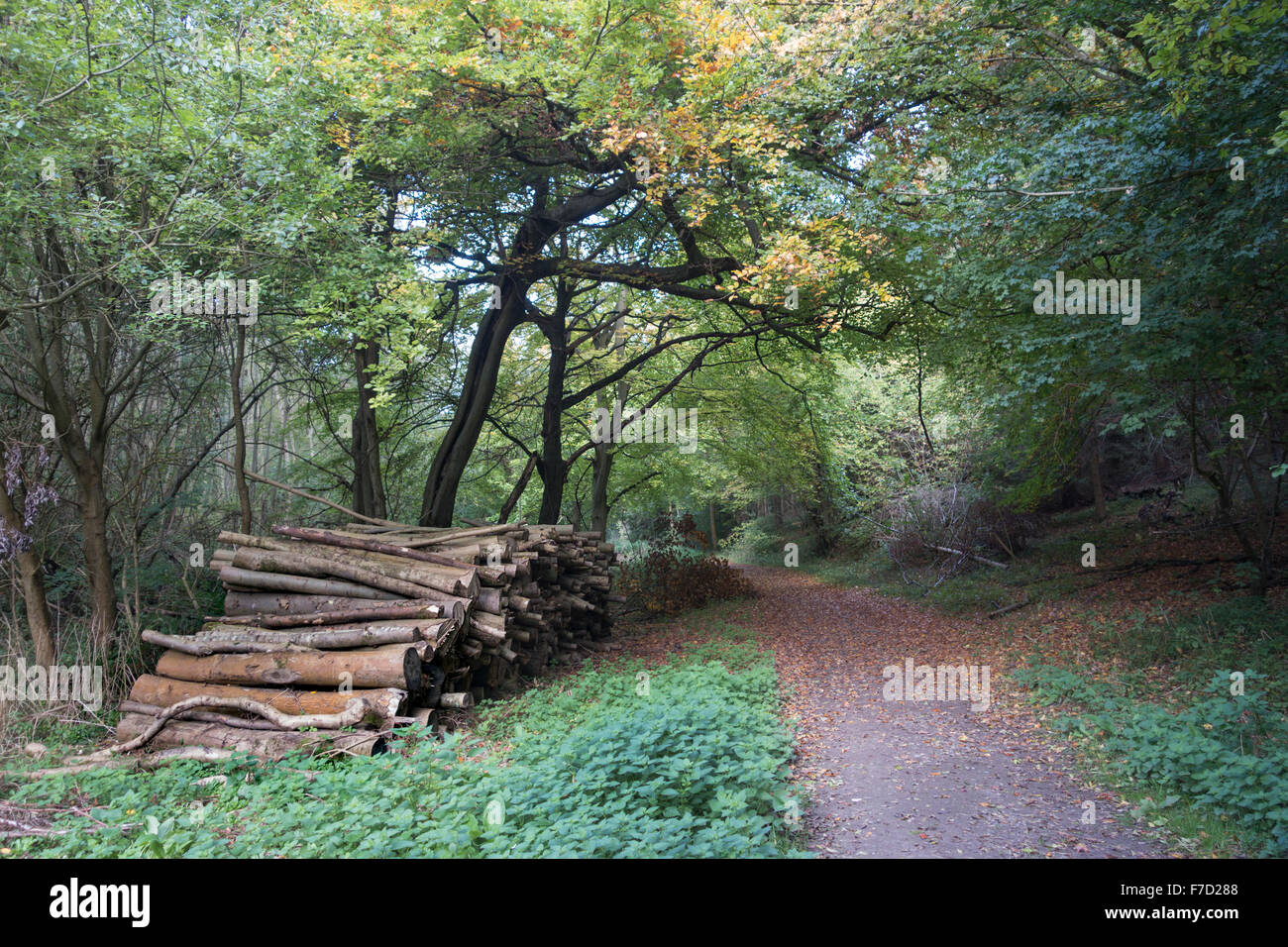 Wendover woods hi-res stock photography and images - Alamy