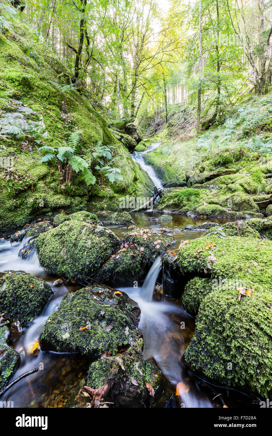 A small stream flows through the woodlands of Hafod Estate, Ceredigion ...