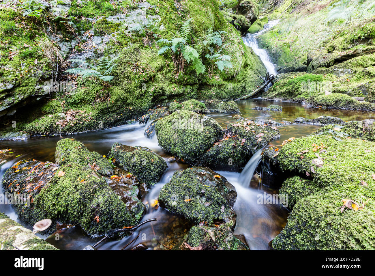 A small stream flows through the woodlands of Hafod Estate, Ceredigion ...