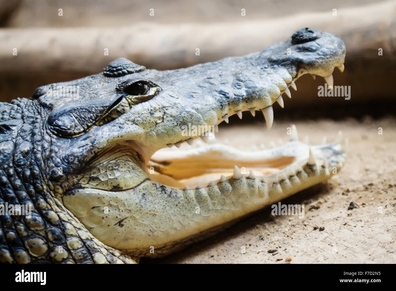 Head of adult Mexican crocodile (Crocodylus moreletii Stock Photo - Alamy
