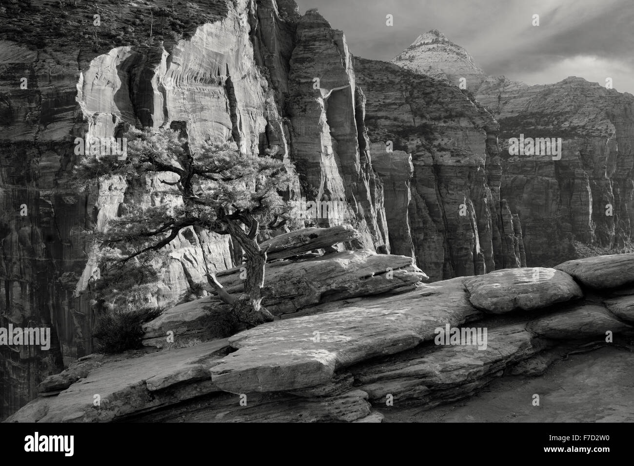 Pine tree at sunset. Canyon Overlook. Zion National Park, Utah Stock ...