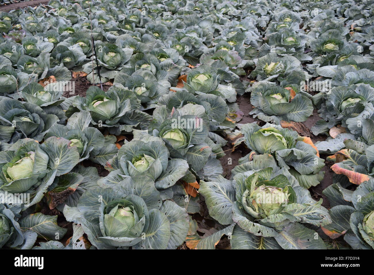 Cabbage field. Cultivation of cabbage in an open ground in the field ...