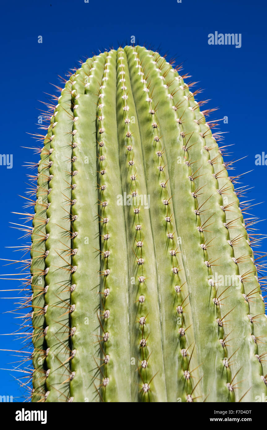 Tall cactus plant hi-res stock photography and images - Alamy