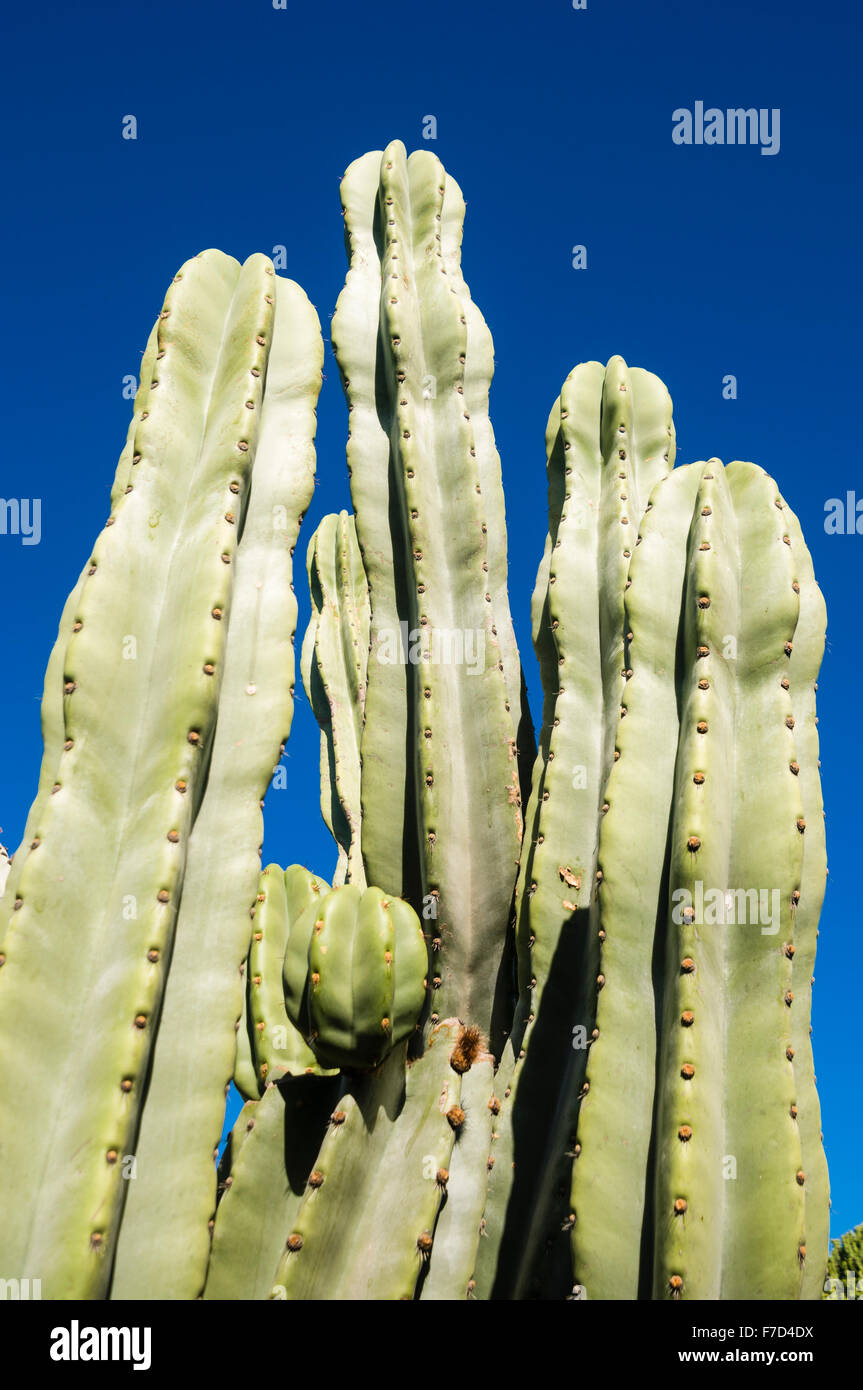 Tall spiked plant hi-res stock photography and images - Alamy