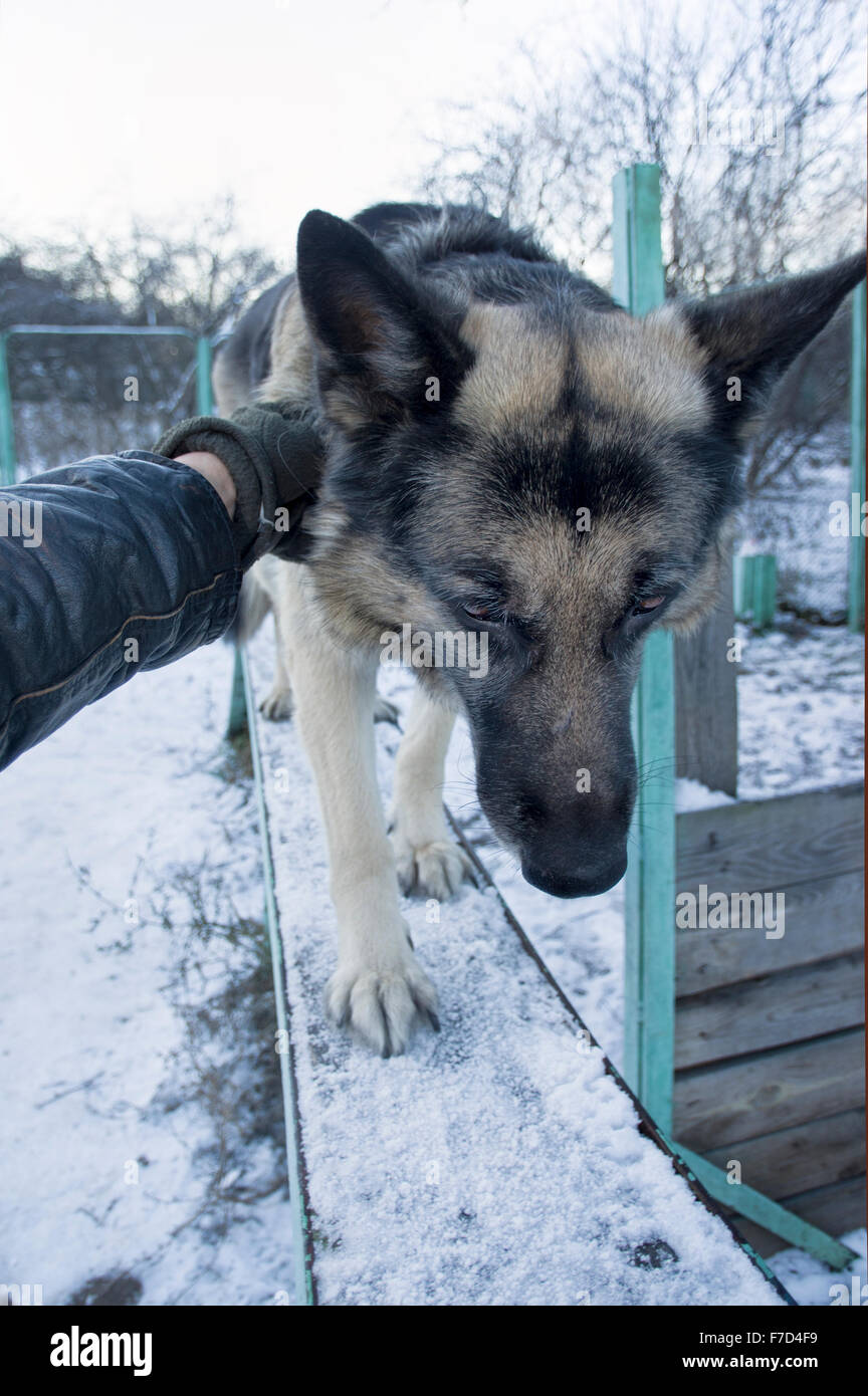 Helping a dog hi-res stock photography and images - Alamy
