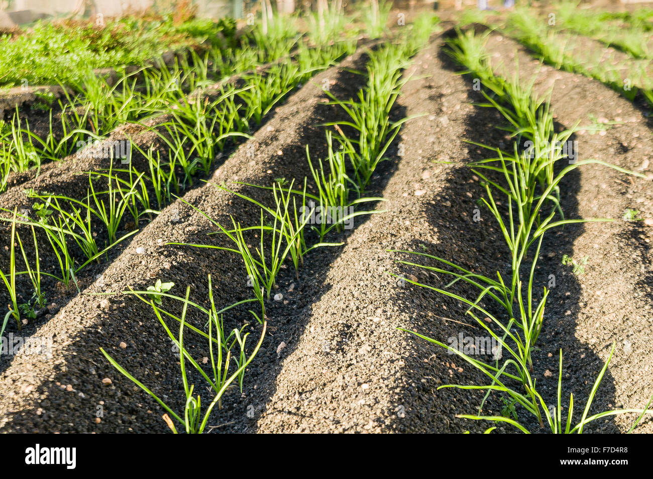Fertile soil volcano hi-res stock photography and images - Alamy