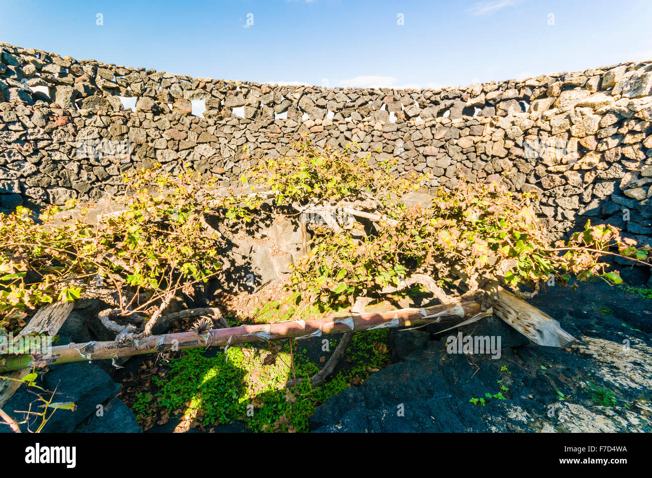 Grape vine buried in a deep hole in the ground, and surrounded by a ...