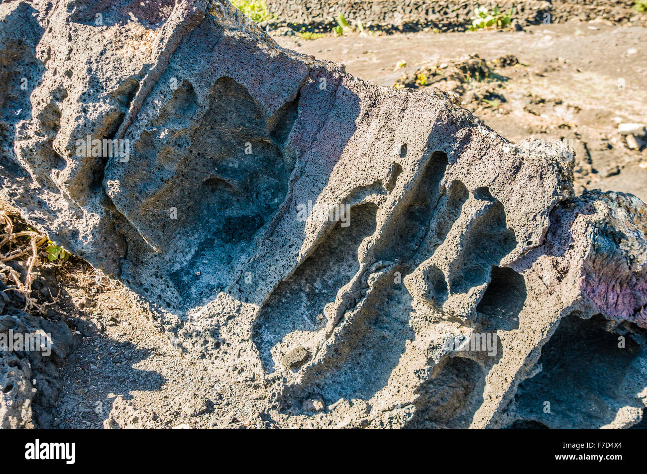 Holes and crevices left in volcanic lave rock by bubbles of gas as it ...