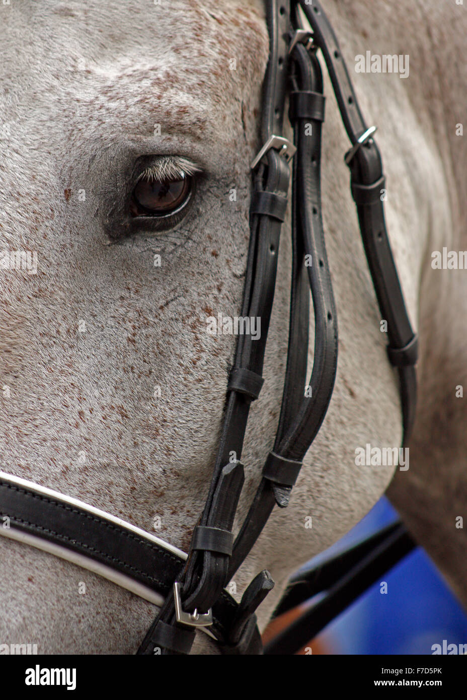White Horse Closeup Eye Bridle Stock Photos & White Horse Closeup Eye ...