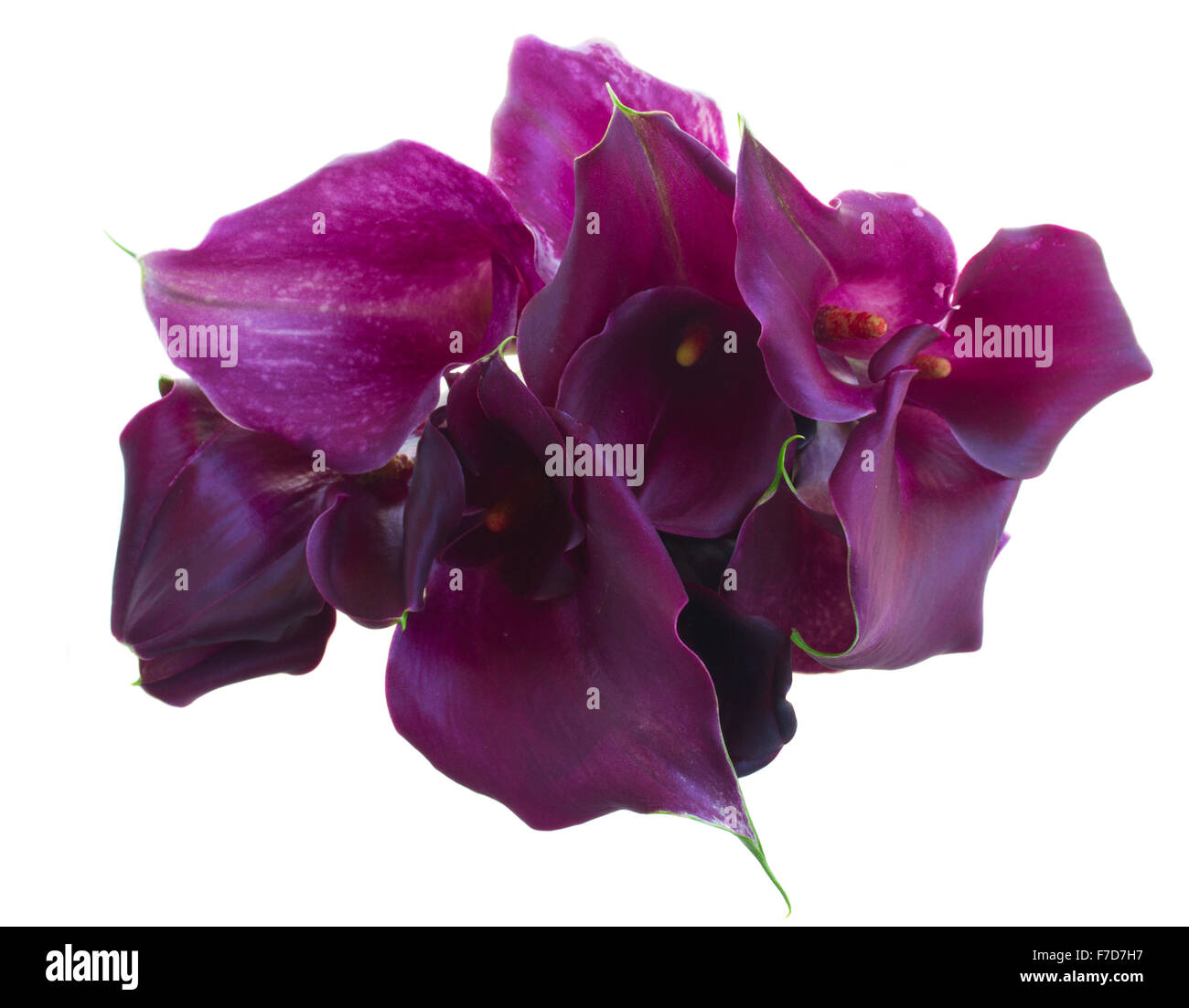 Beautiful pink calla lily Cut Out Stock Images & Pictures - Alamy