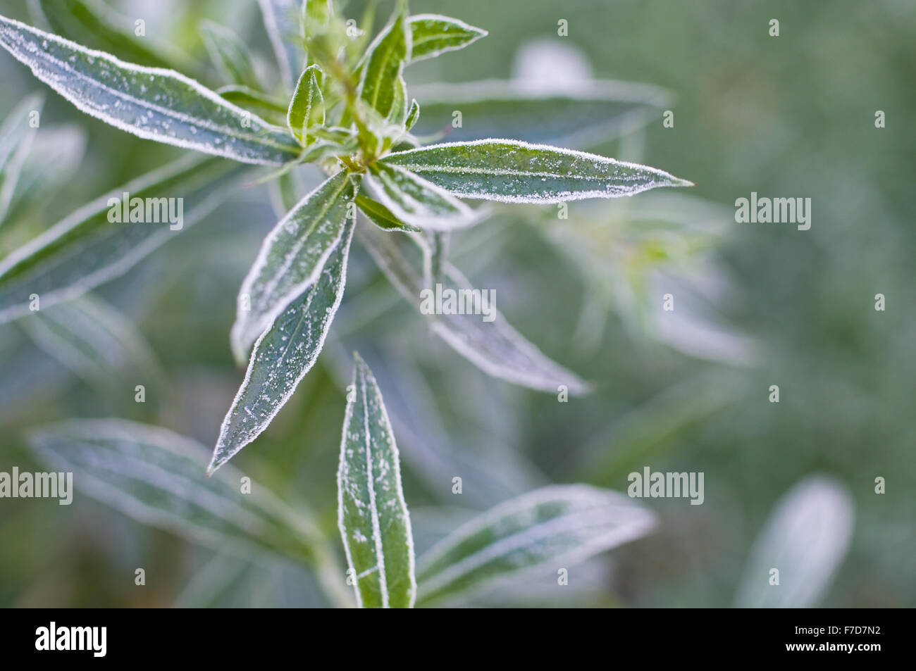 Frosty leaves on a cold winter morning Stock Photo - Alamy