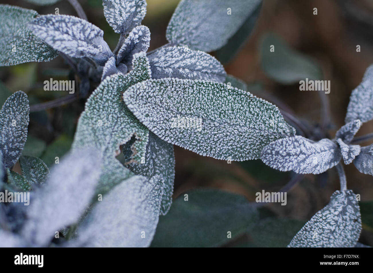 Frosty leaves on a cold winter morning Stock Photo - Alamy