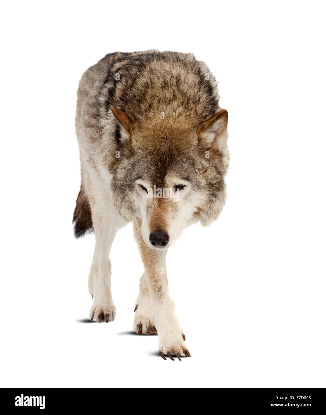 wolf. Isolated over white background with shade Stock Photo - Alamy