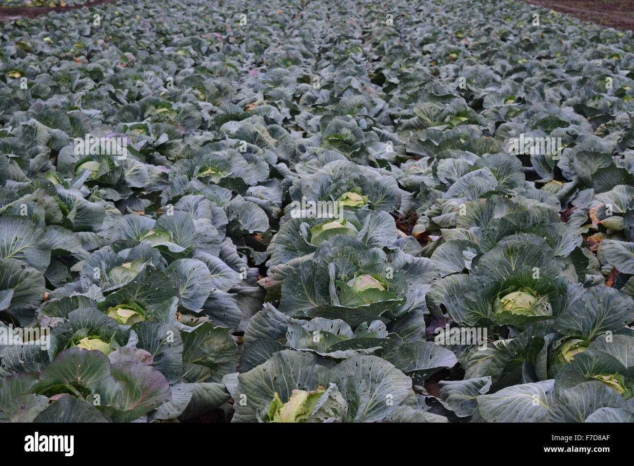 Cabbage field. Cultivation of cabbage in an open ground in the field ...