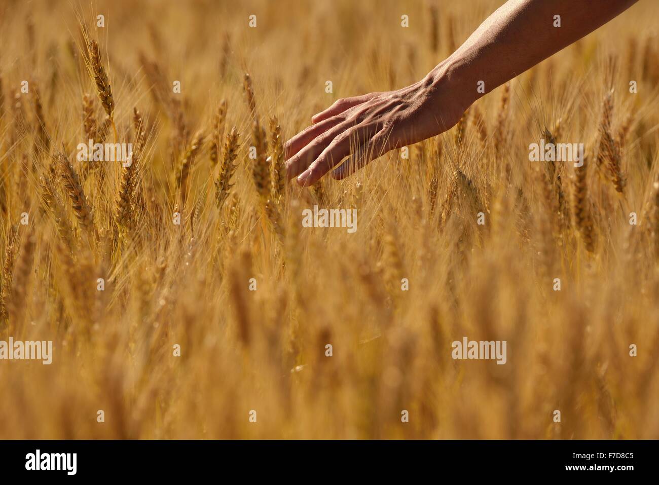 Hand in wheat field. Harvest and gold food agriculture concept Stock ...