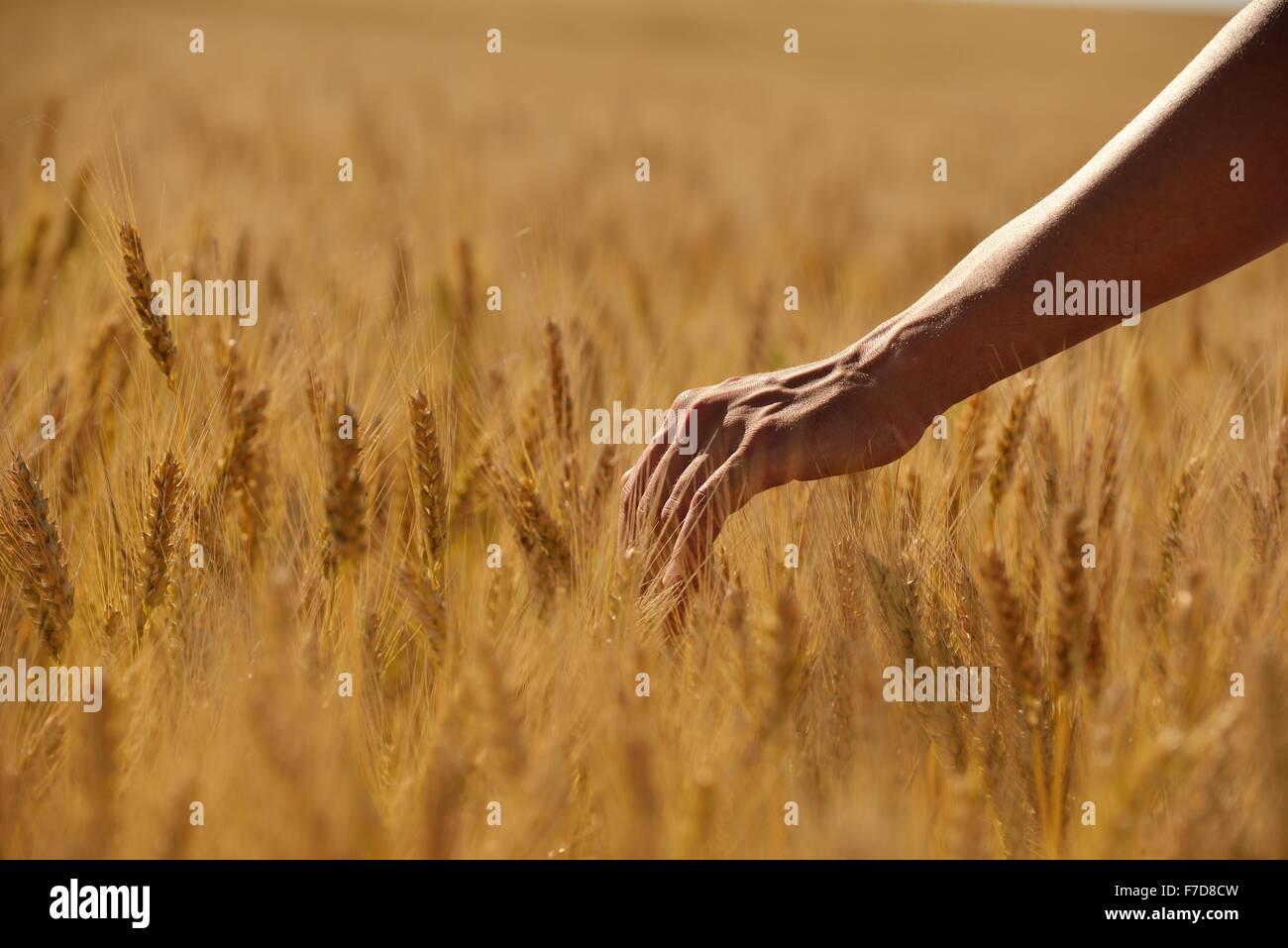 Hand in wheat field. Harvest and gold food agriculture concept Stock ...