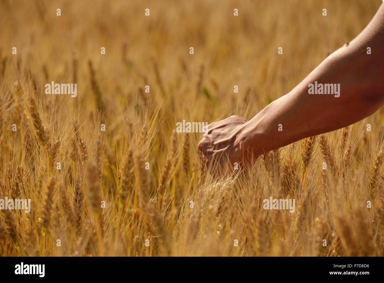 Hand in wheat field. Harvest and gold food agriculture concept Stock ...