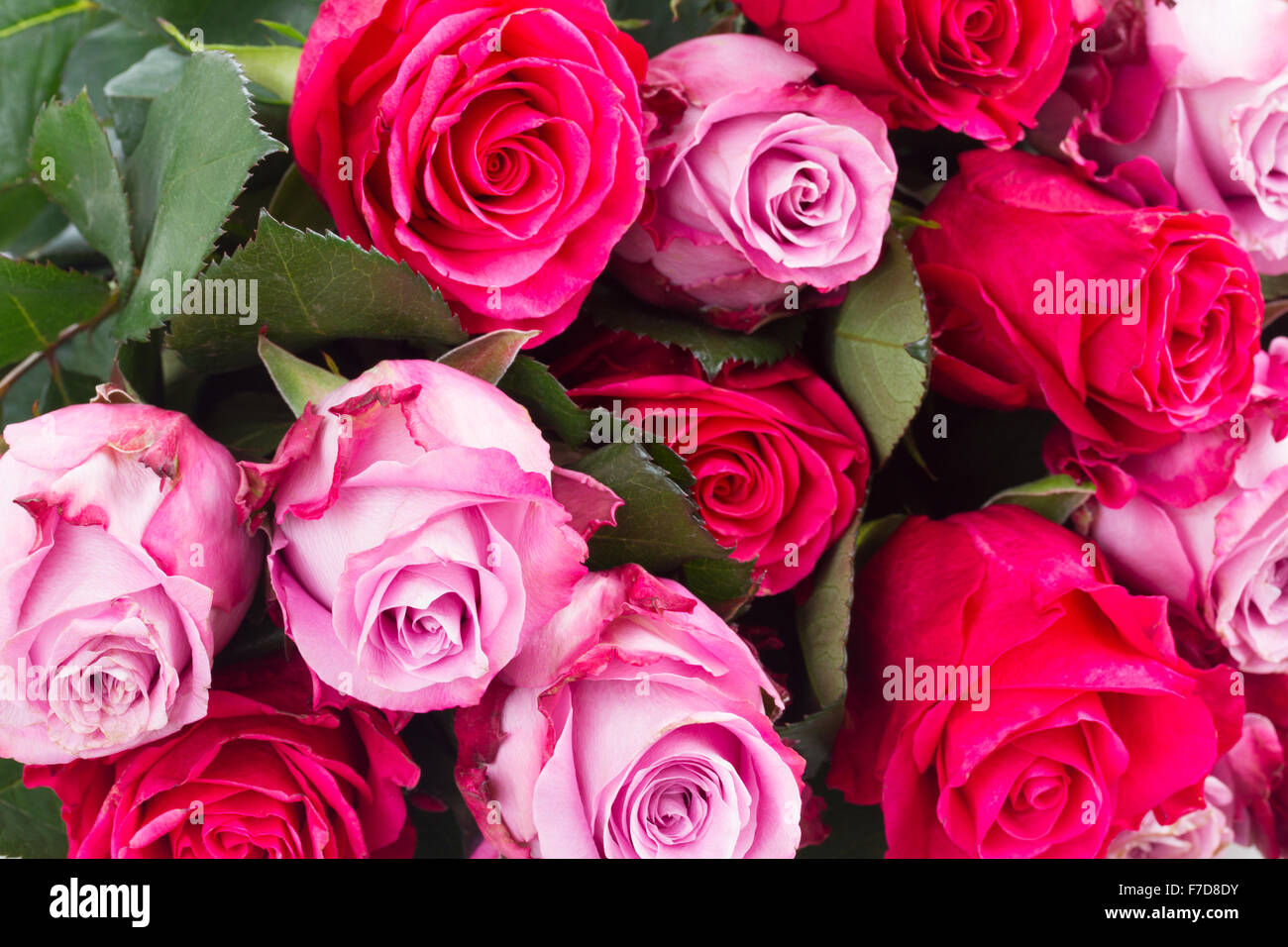 dark and light pink roses on table Stock Photo - Alamy