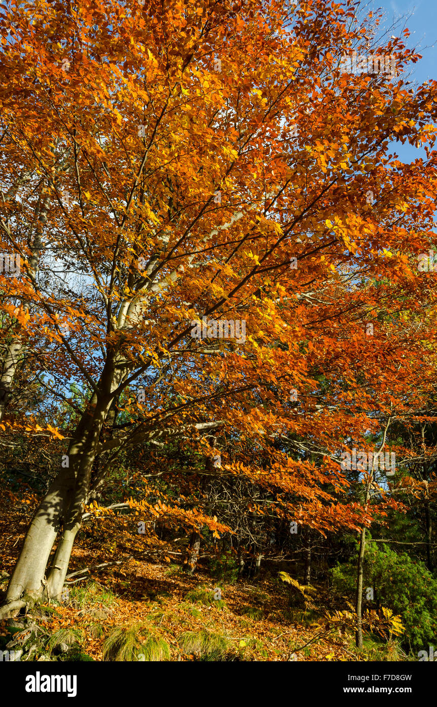 landscape and colors of autumn in Liguria Stock Photo - Alamy