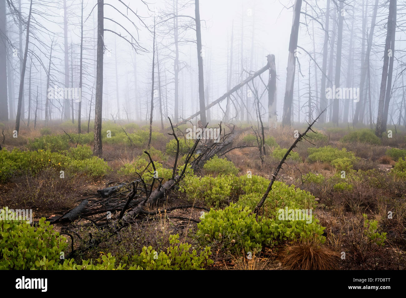 Life after hi-res stock photography and images - Alamy