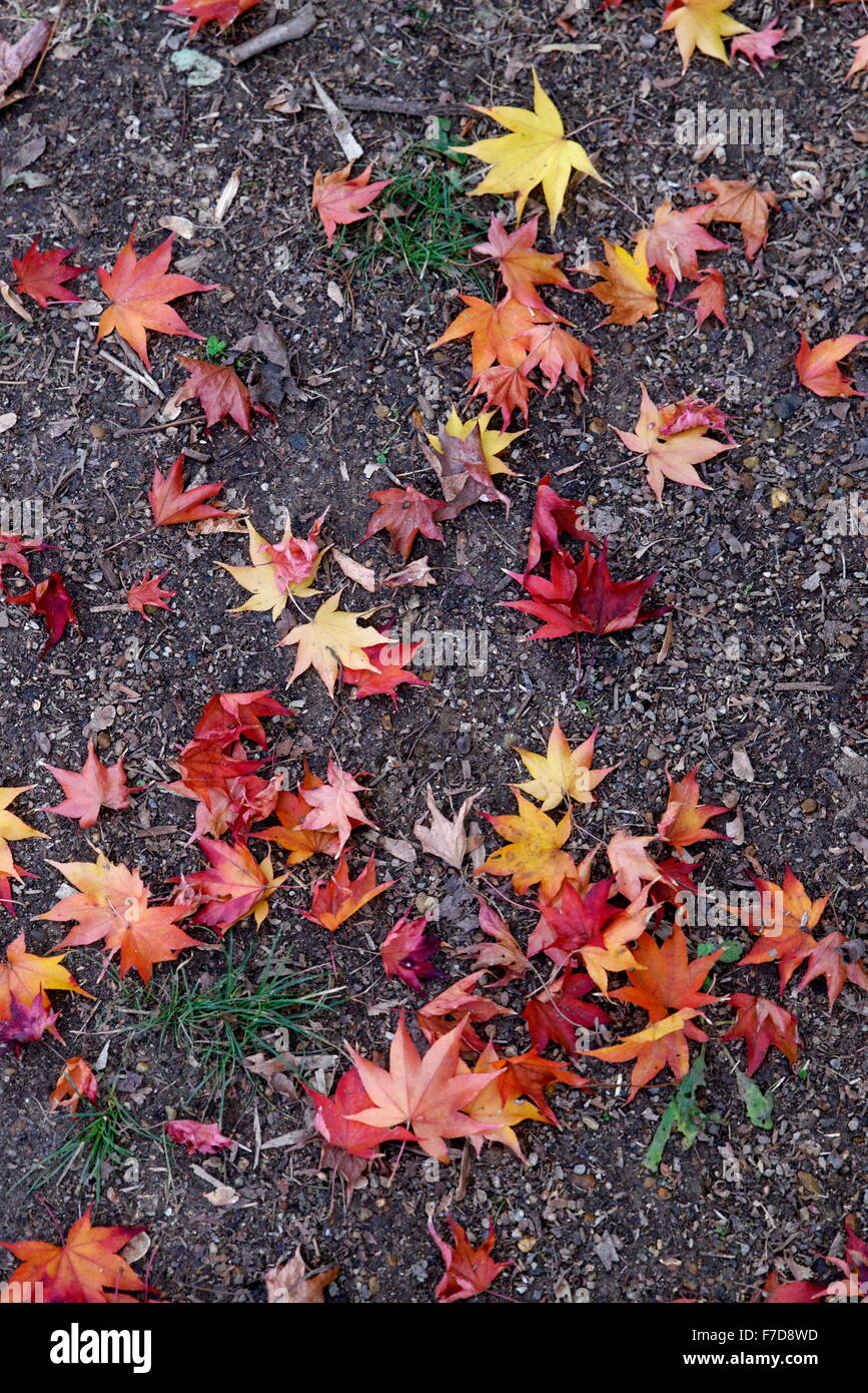 Red and Yellow Fall Leaves on the Ground Stock Photo - Alamy