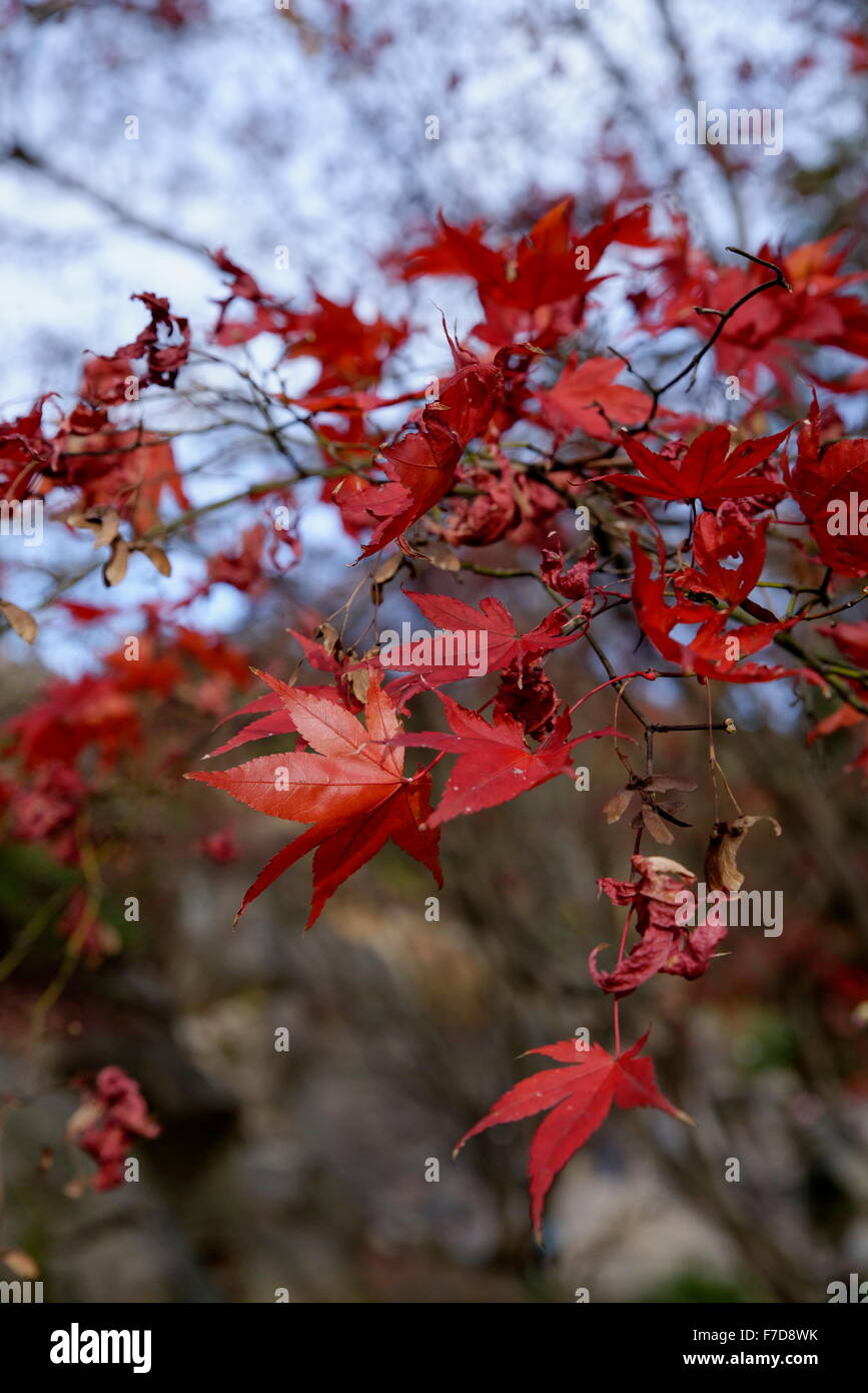 Fall Foliage - Red Leaves Stock Photo - Alamy