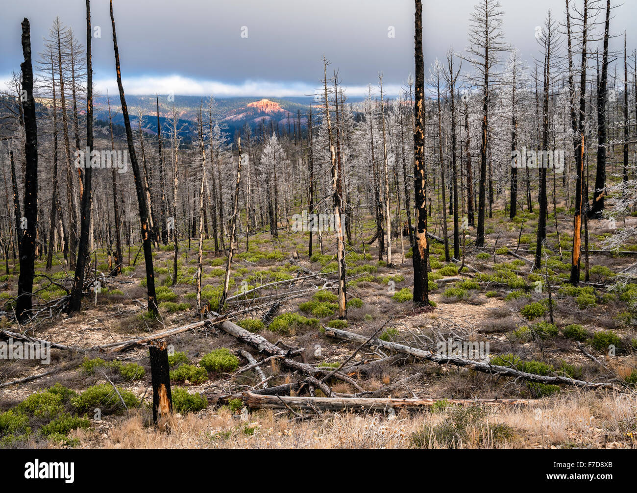 Life after fire Stock Photo - Alamy