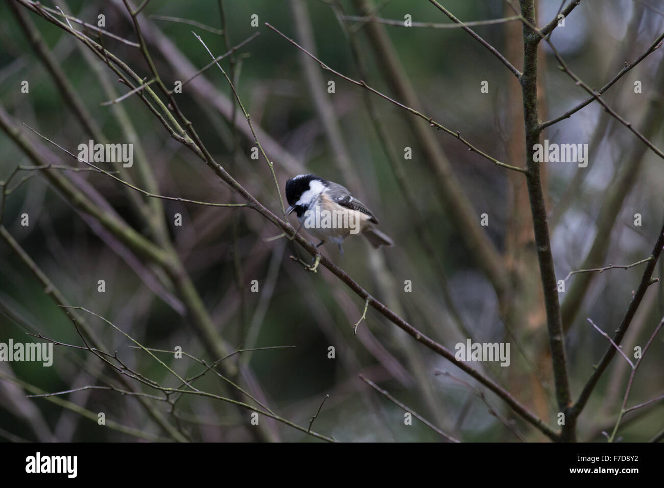 Coal Tit, Periparus ater Stock Photo - Alamy