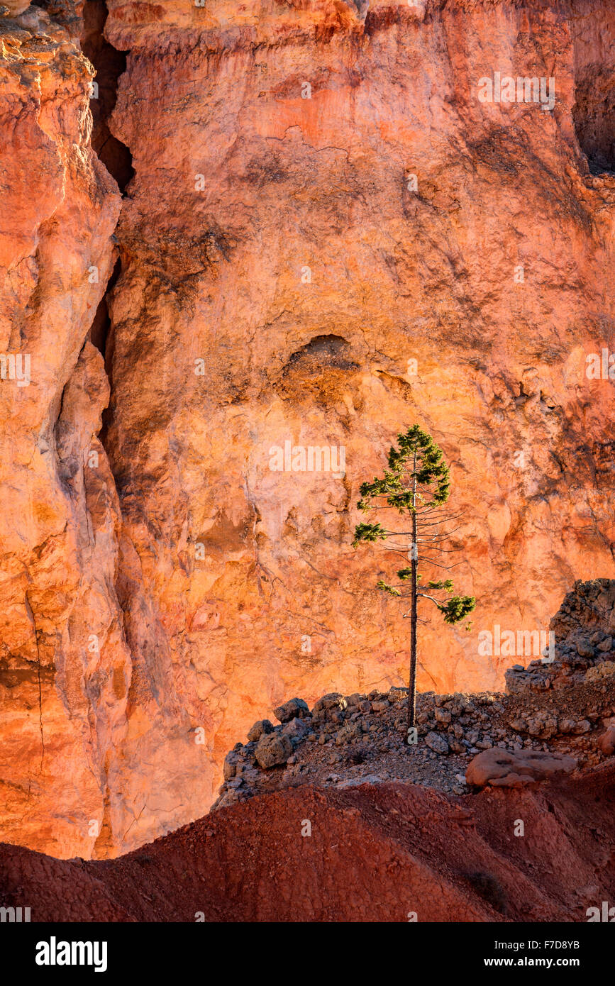 Lone tree amongst rock formation Stock Photo - Alamy