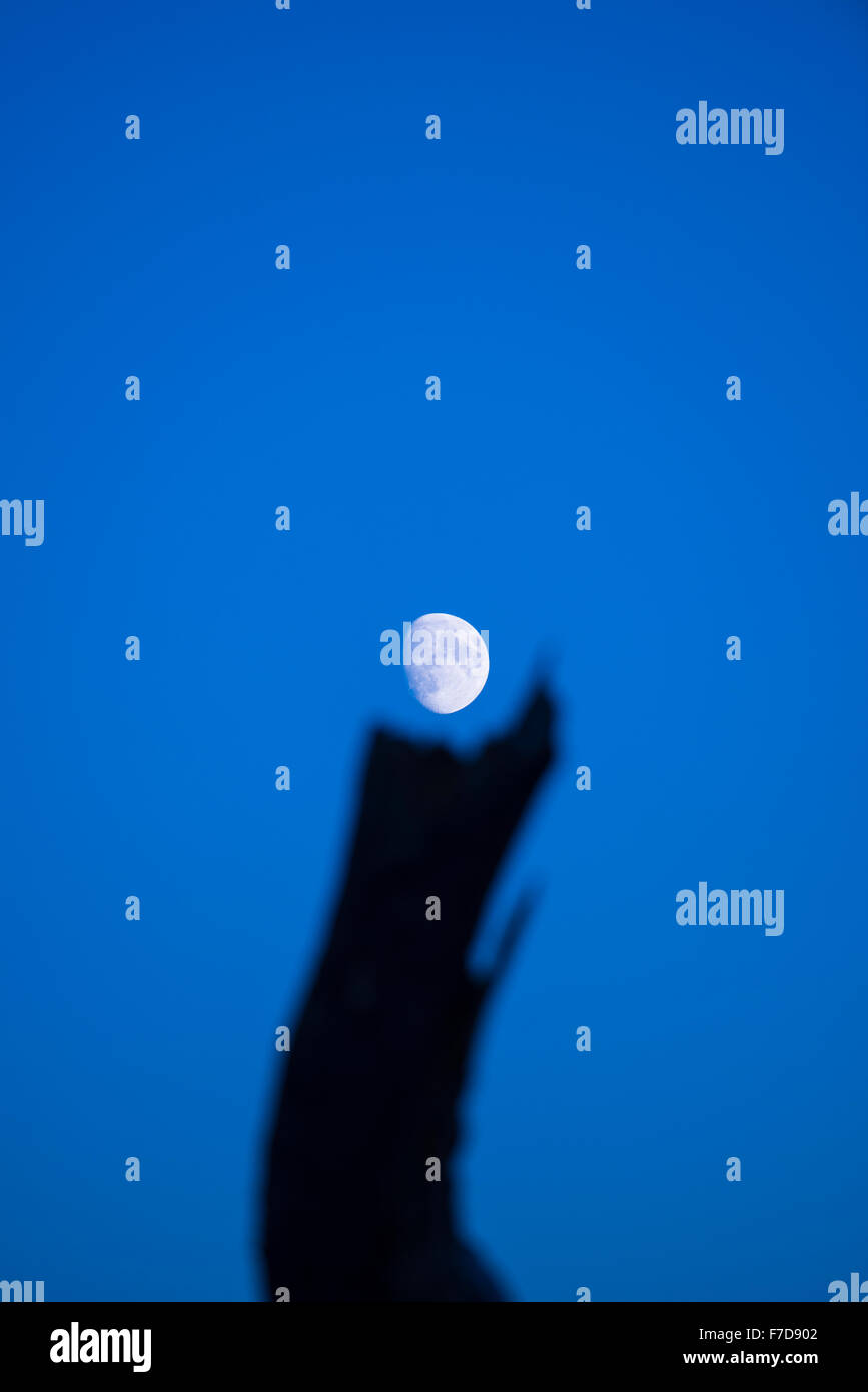 Blue Moon Rising Stock Photo - Alamy