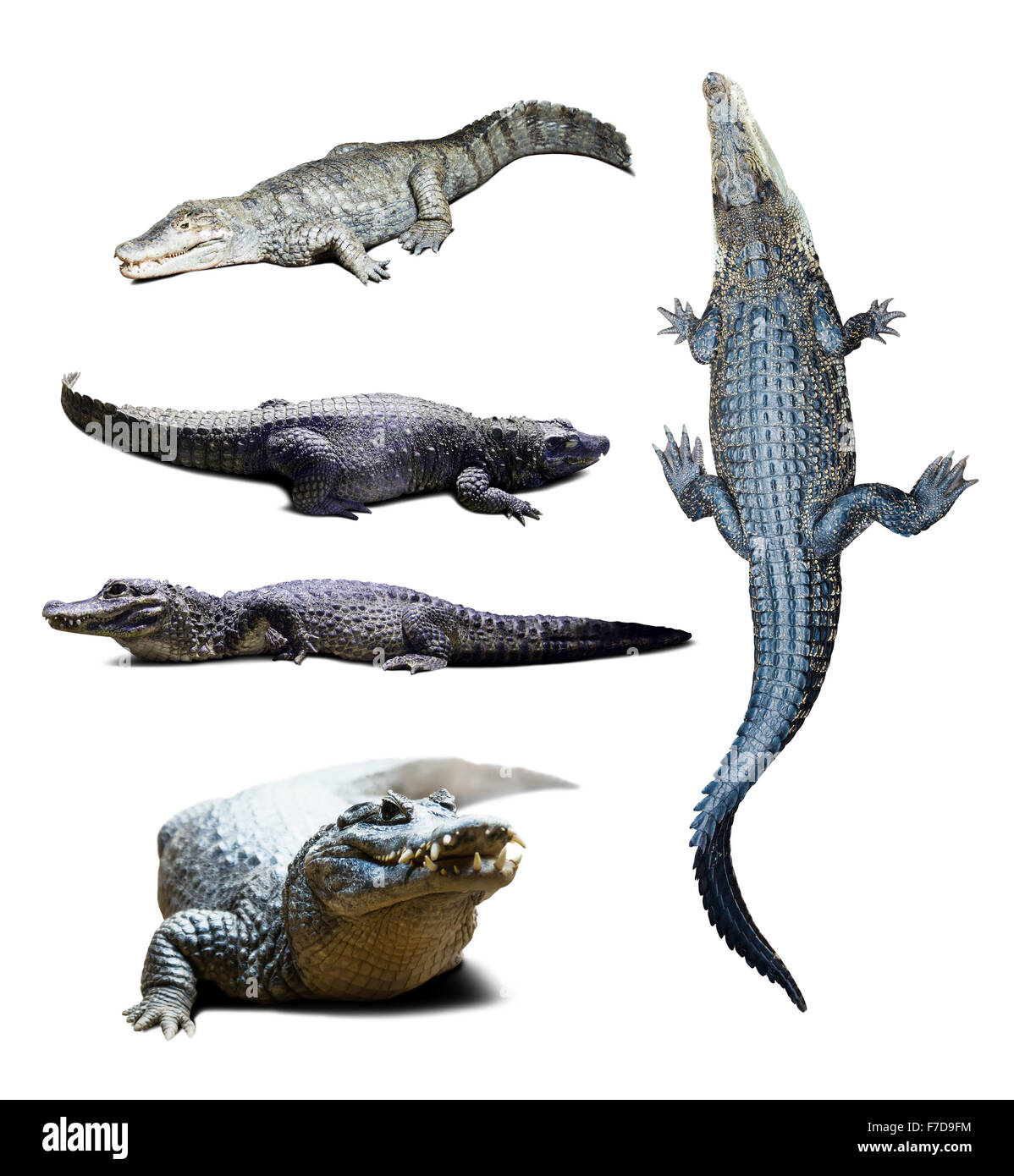 Set of crocodiles over white background with shade Stock Photo - Alamy