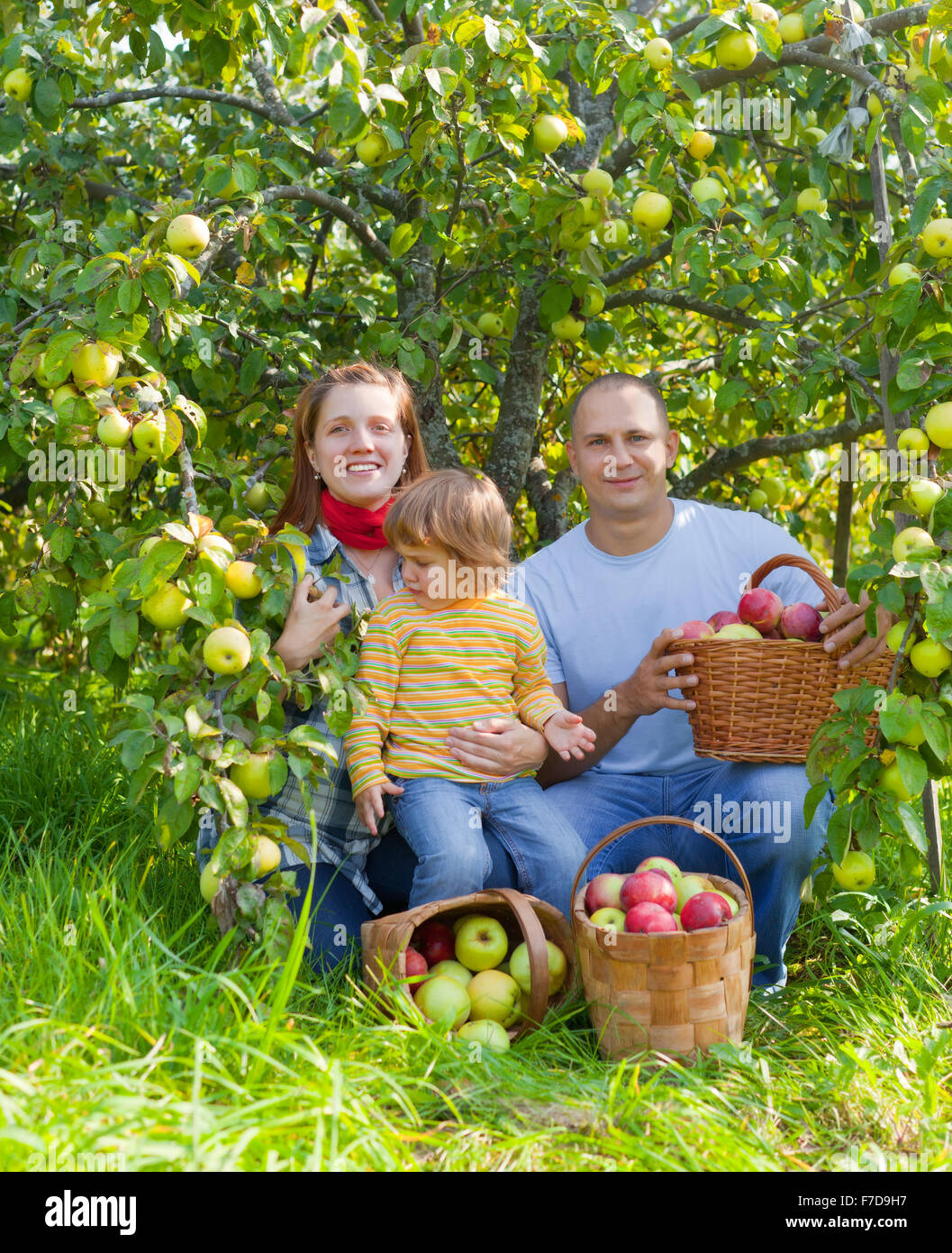 Happy family with harvested apples in garden Stock Photo - Alamy