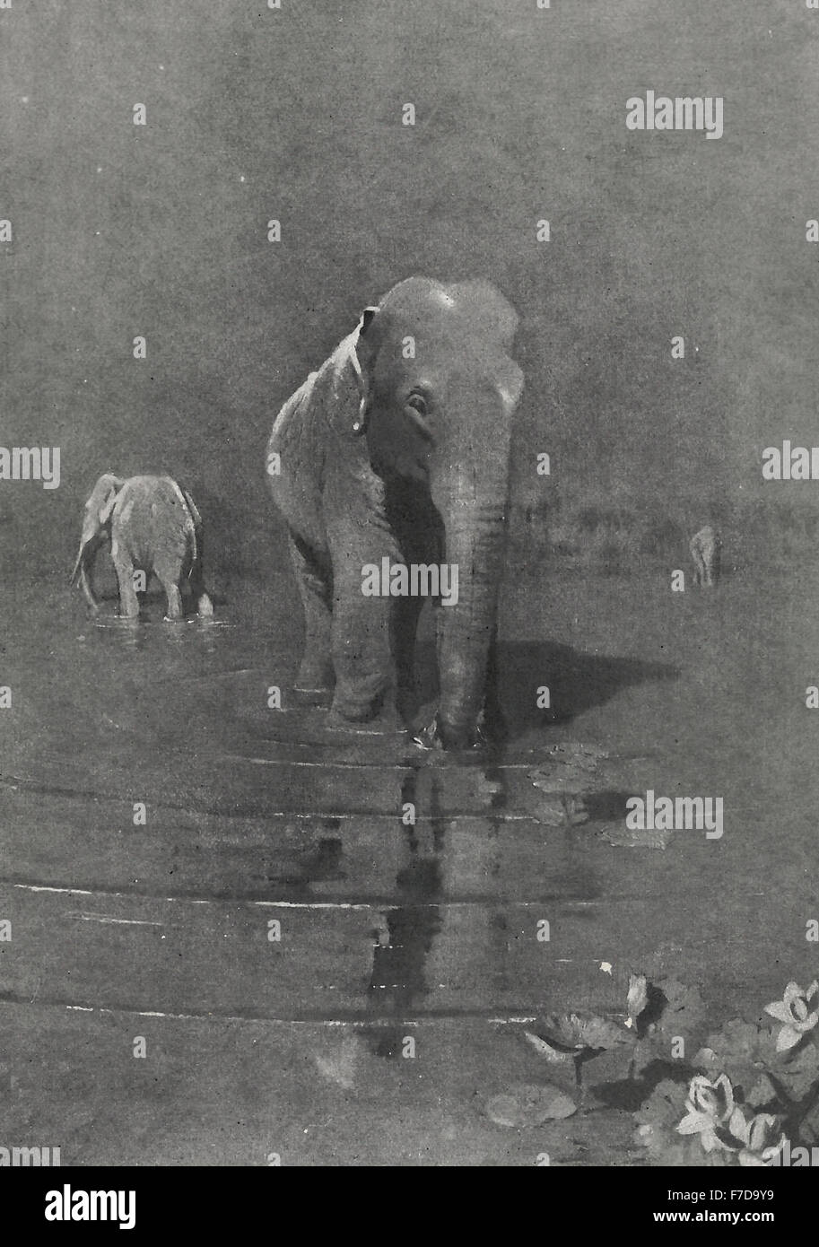 The Lotus Eaters - Elephants in Siam, circa 1900 Stock Photo - Alamy