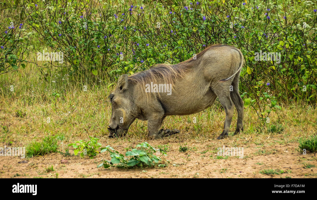 Warthog eating grass on savanna, Kenya Stock Photo - Alamy