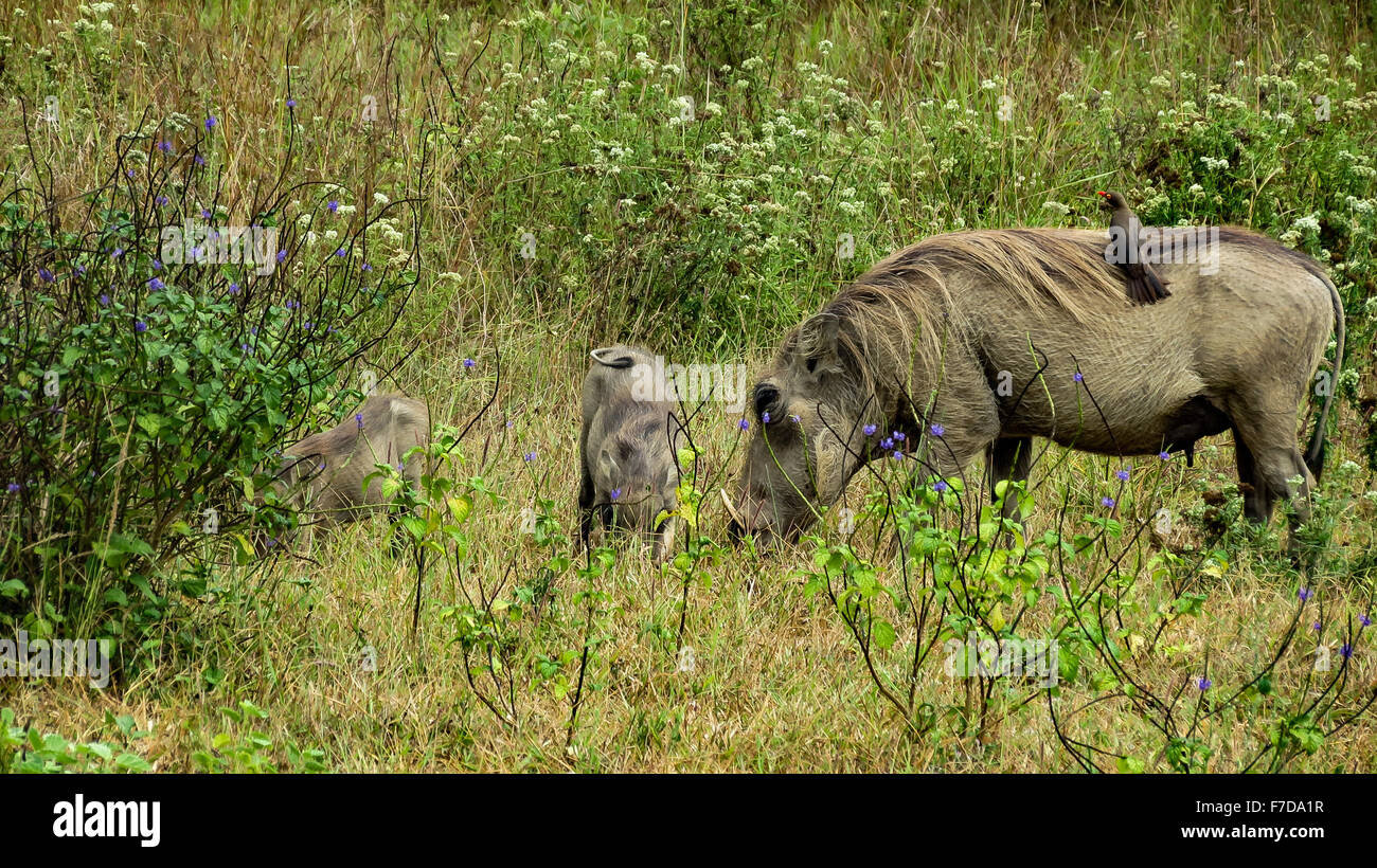 Family of warthogs and a small bird, Kenya Stock Photo - Alamy
