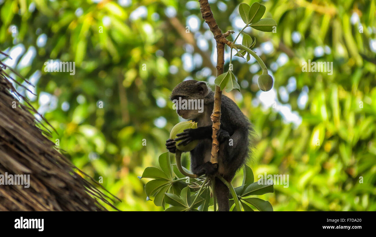Fruit eating mammals hi-res stock photography and images - Alamy