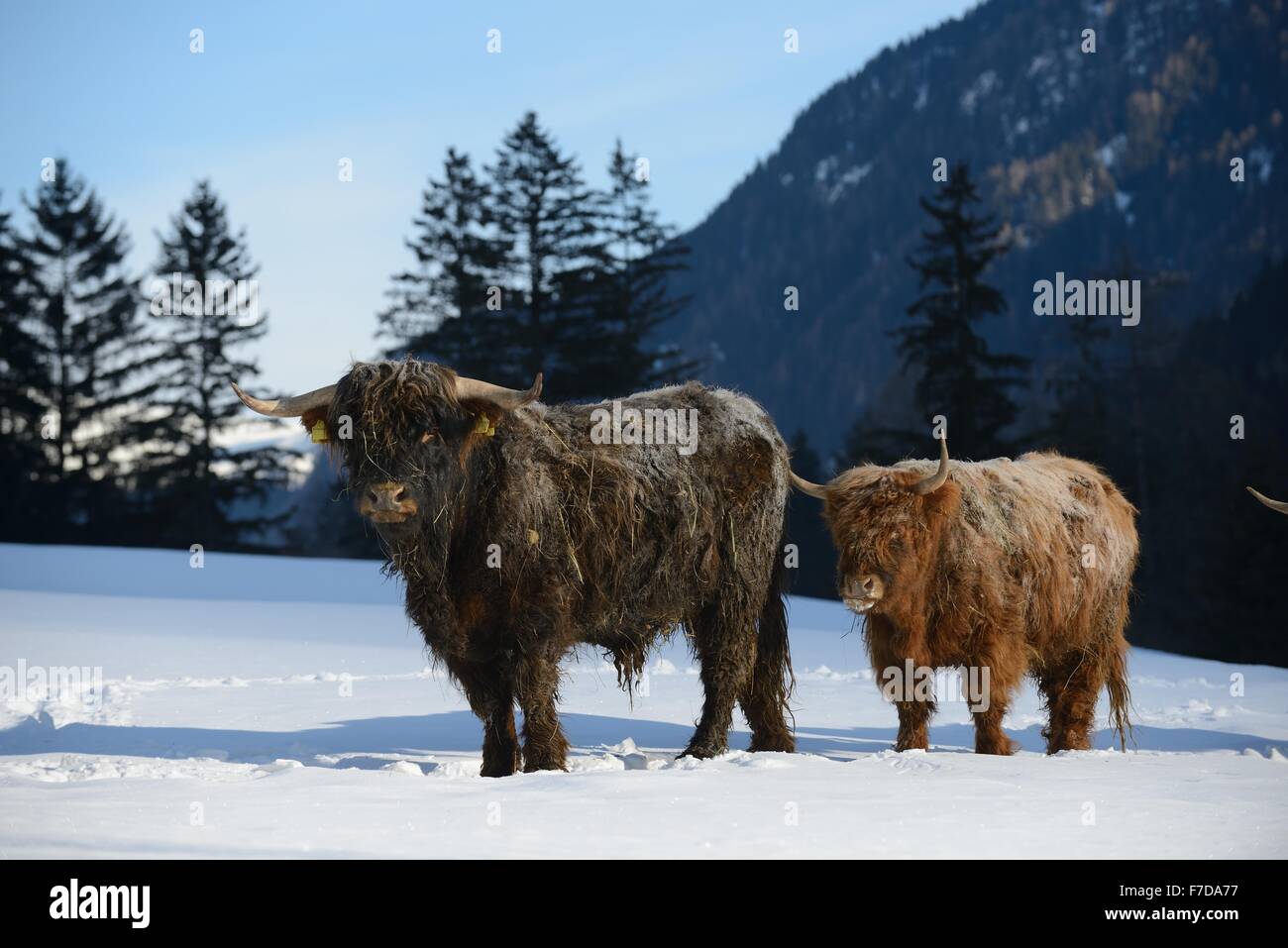 nature scene with cow animal at winter with snow mountain landscape in ...