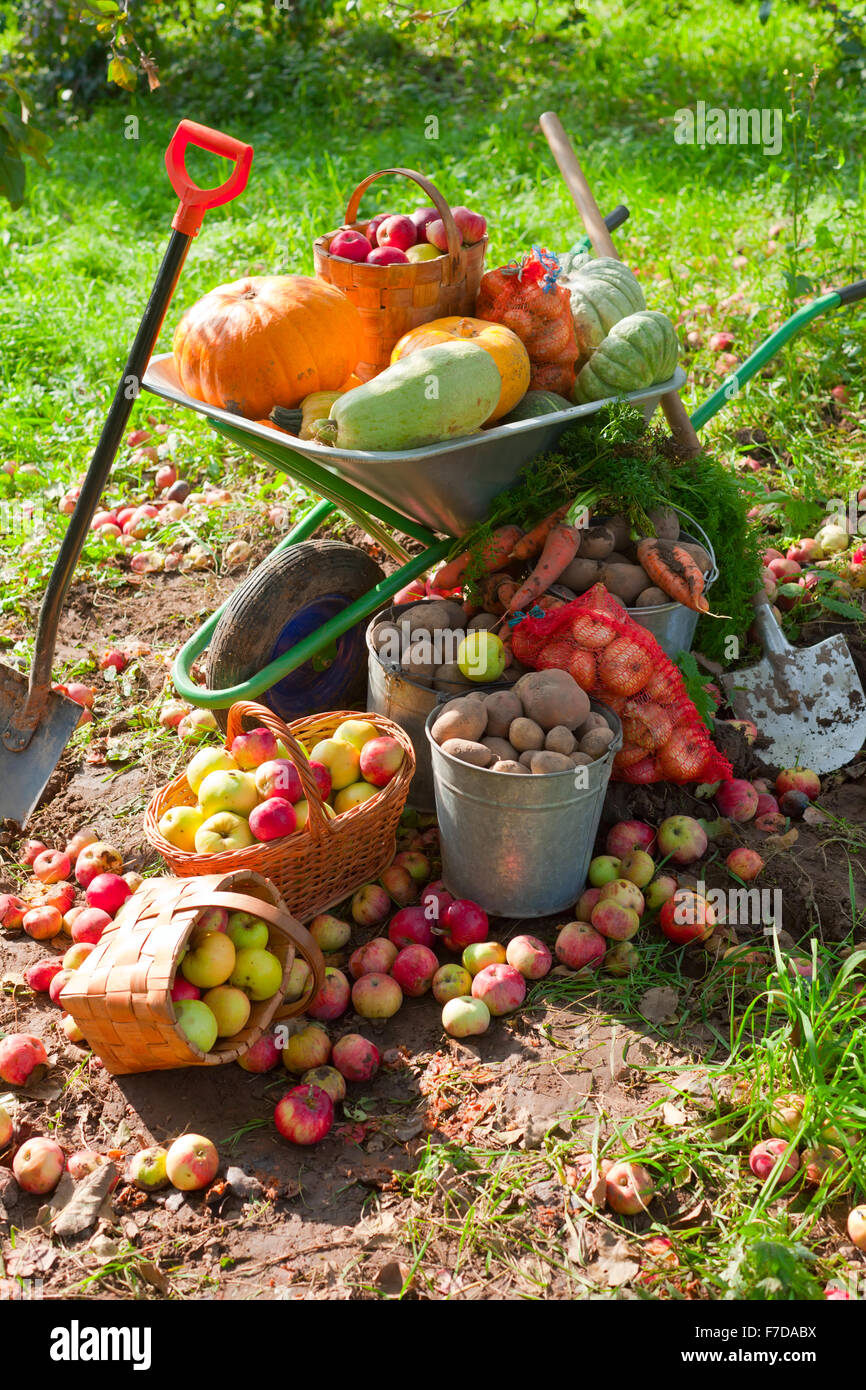 Harvested into a pile crop of vegetables in the garden Stock Photo - Alamy